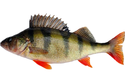 Рыба Окунь: фото и описание, как выглядит, где водится и чем питается ...