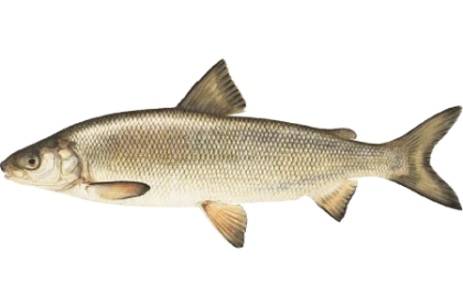 Рыба Муксун: фото и описание, как выглядит, где водится и чем питается ...